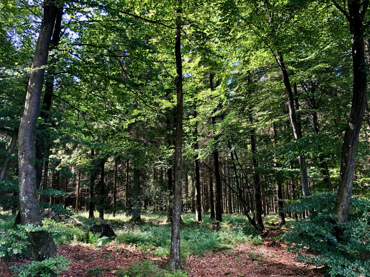 Hautes-Fagnes-foret - Plus au nord